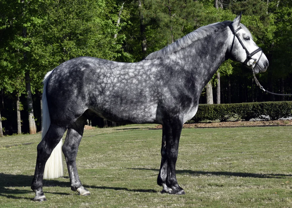 Cyan Night, RID — Starting Point Farm