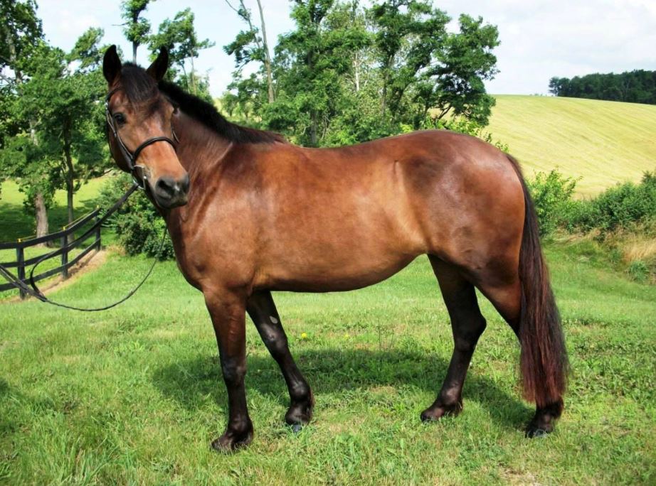 Broodmares — Starting Point Farm