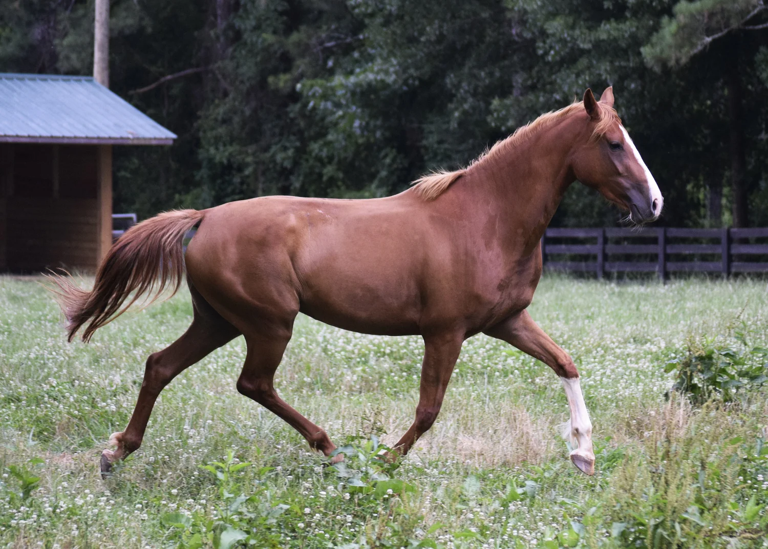 Broodmares — Starting Point Farm