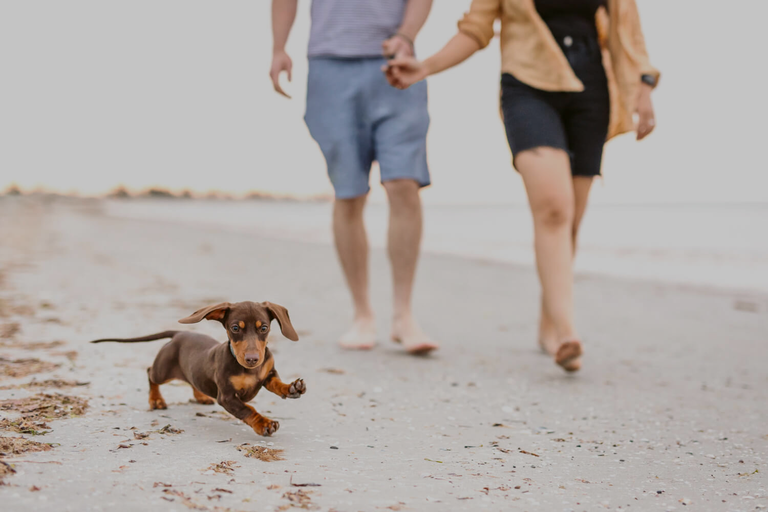 Hound In Hand | Dog and Pet Photography