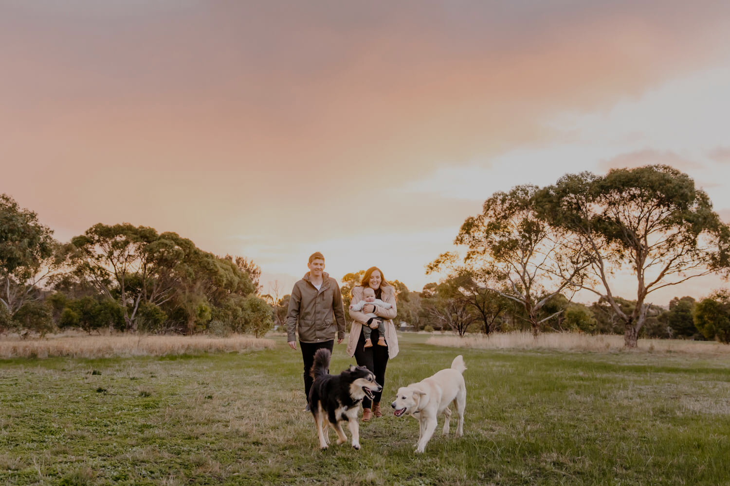 Hound In Hand | Dog and Pet Photography