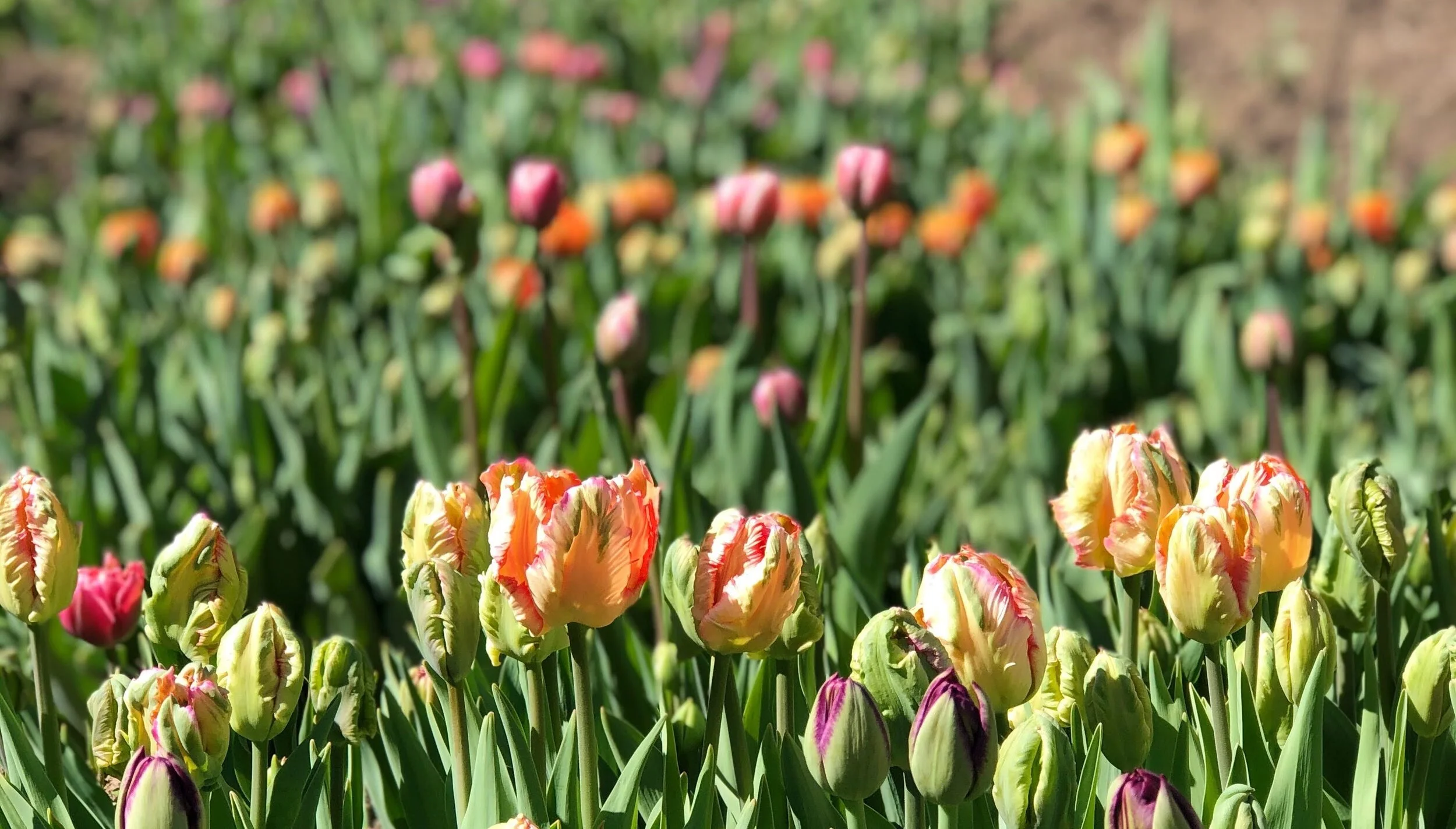 Flora Borealis | Flower Farm