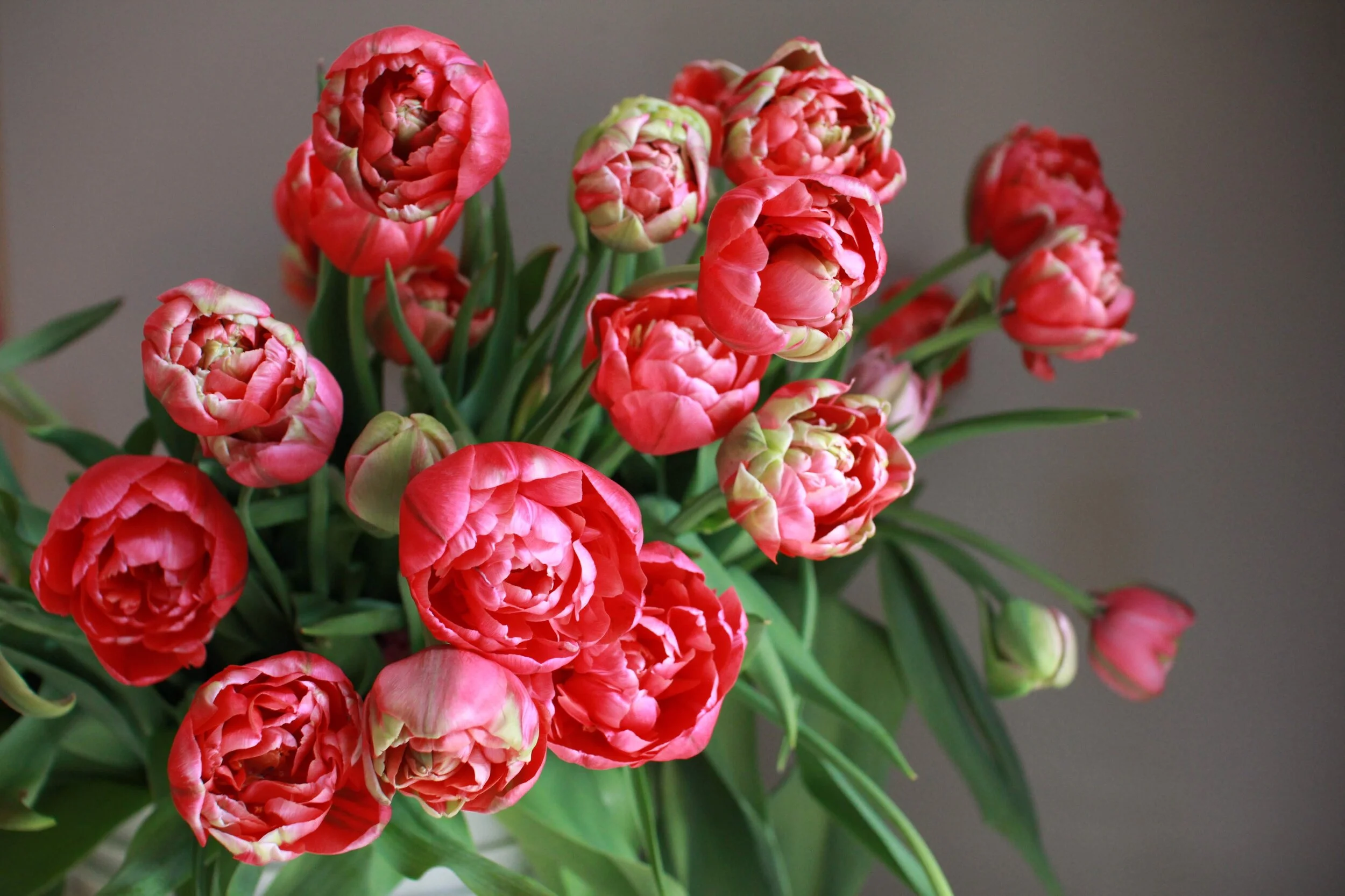 Flora Borealis | Flower Farm