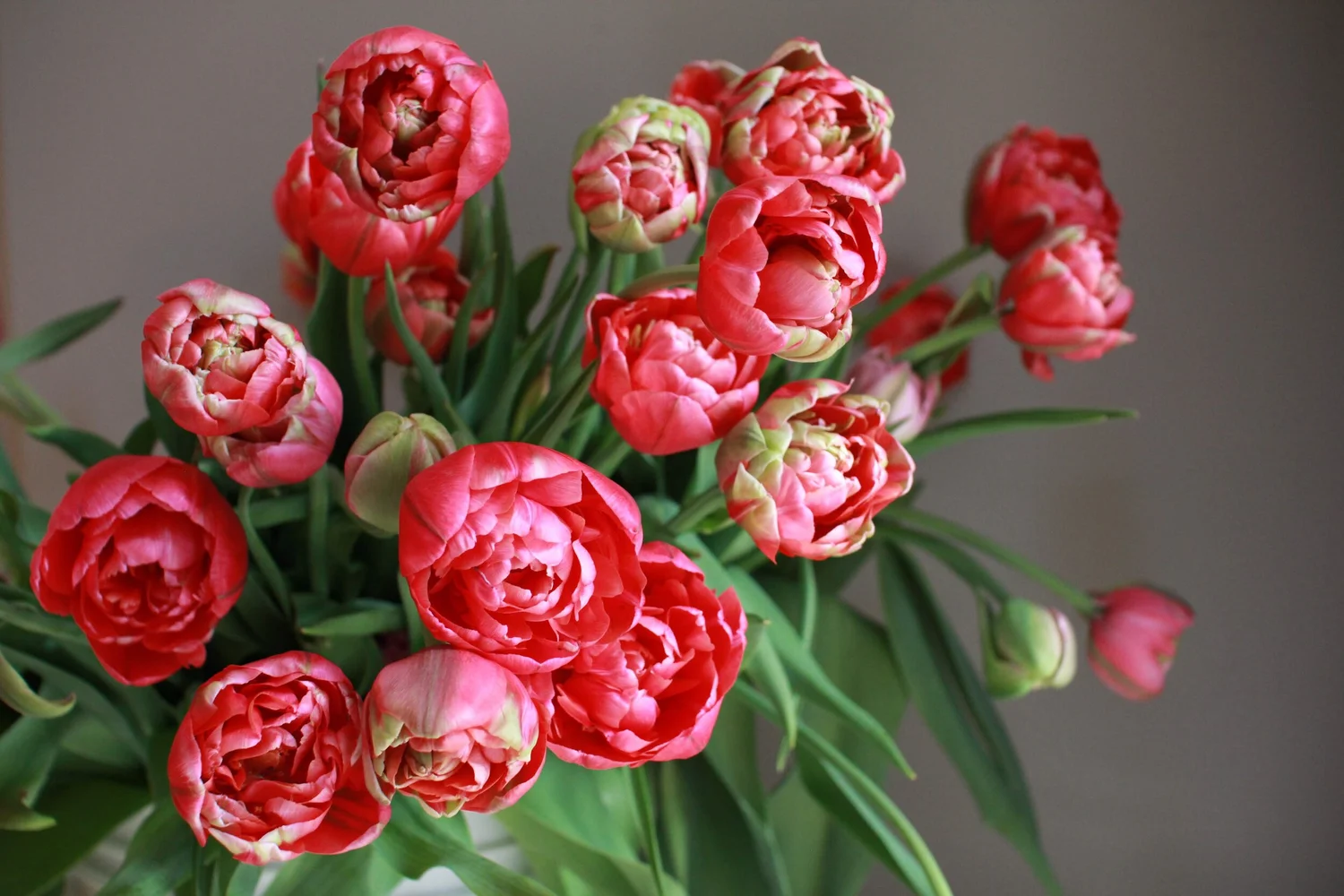 Flora Borealis Flower Farm | Flower Farm