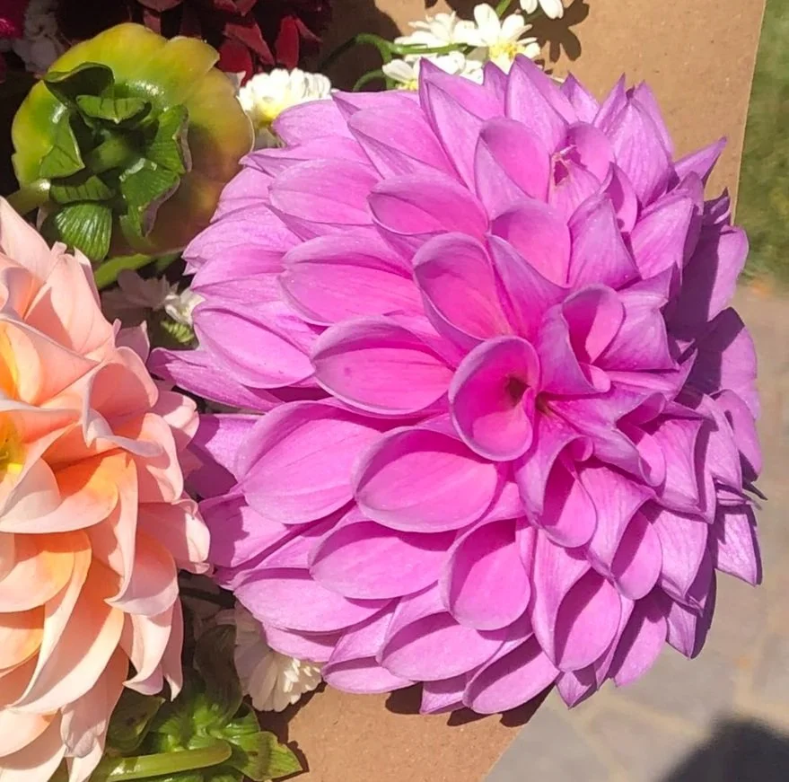 Robann Regal Dahlia Tuber — Flora Borealis