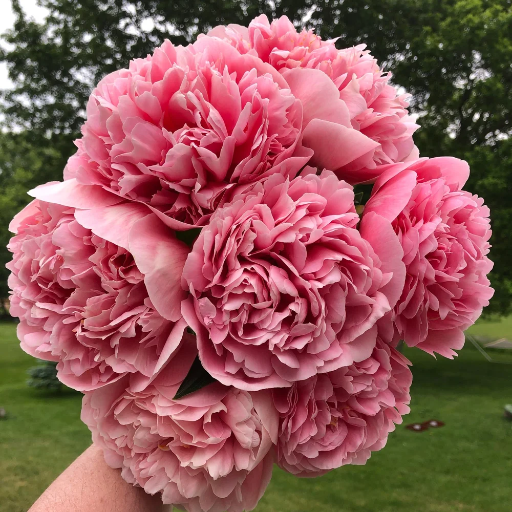 Subscriptions — Flora Borealis Flower Farm