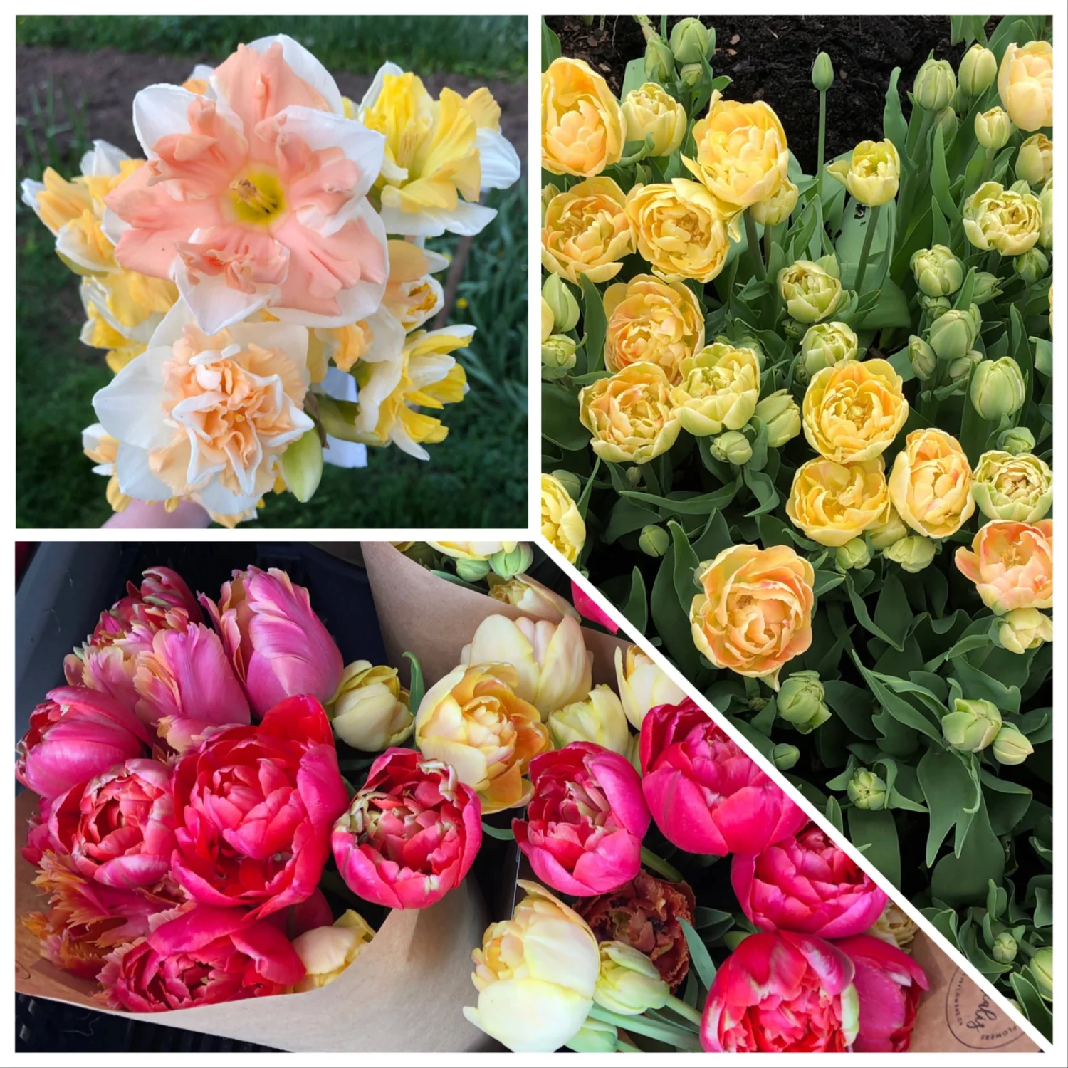 Subscriptions — Flora Borealis Flower Farm