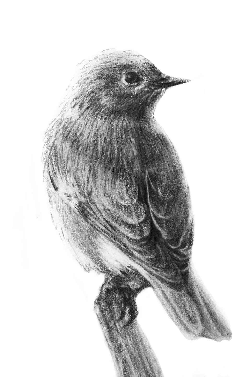Bird Outline Printable