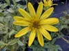 Nursery — Springer Environmental Services