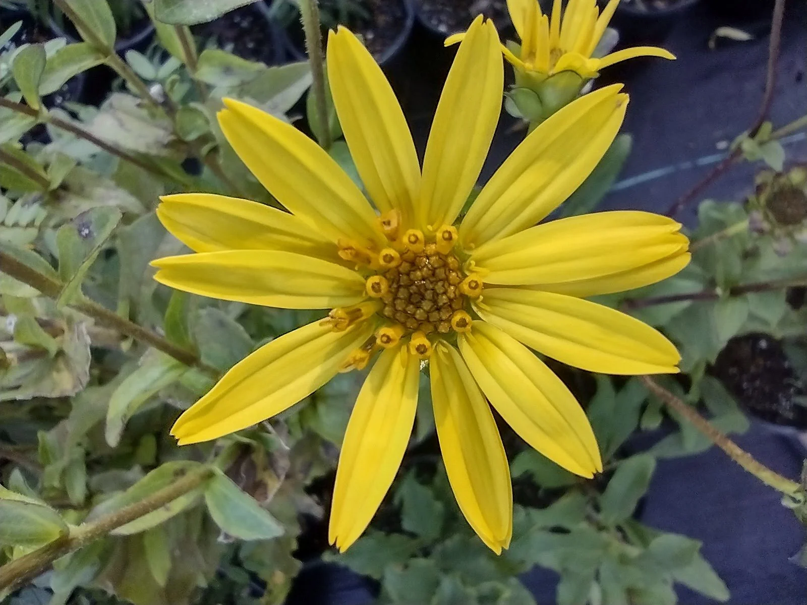 Nursery — Springer Environmental Services