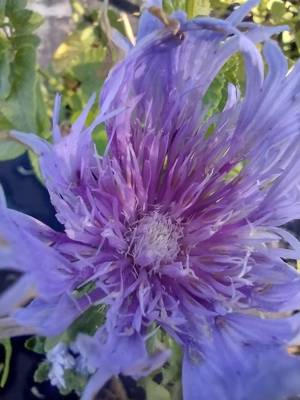 Nursery — Springer Environmental Services