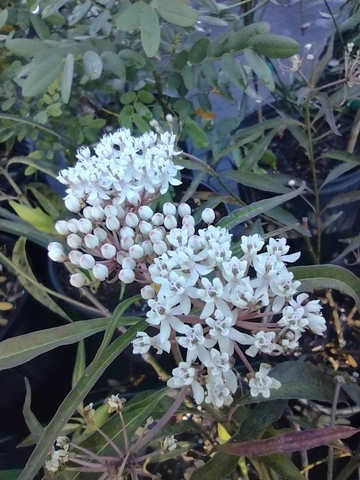 Nursery — Springer Environmental Services