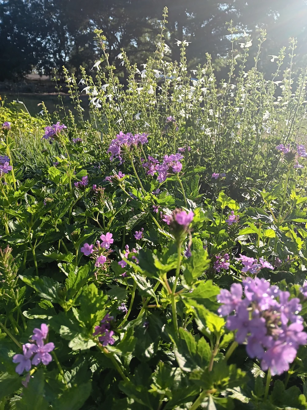 Nursery — Springer Environmental Services