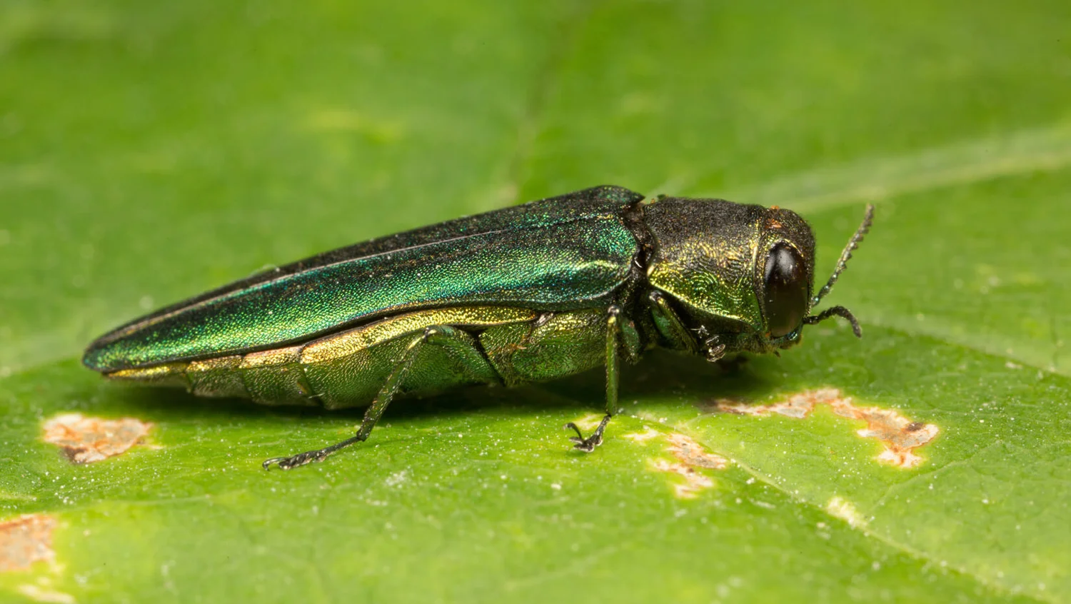 Green Ash Borer Control