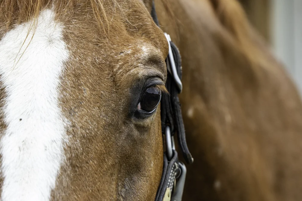 Rainbow Therapeutic Riding Center