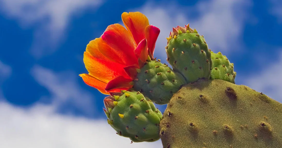 AZ Pinnacle Counseling