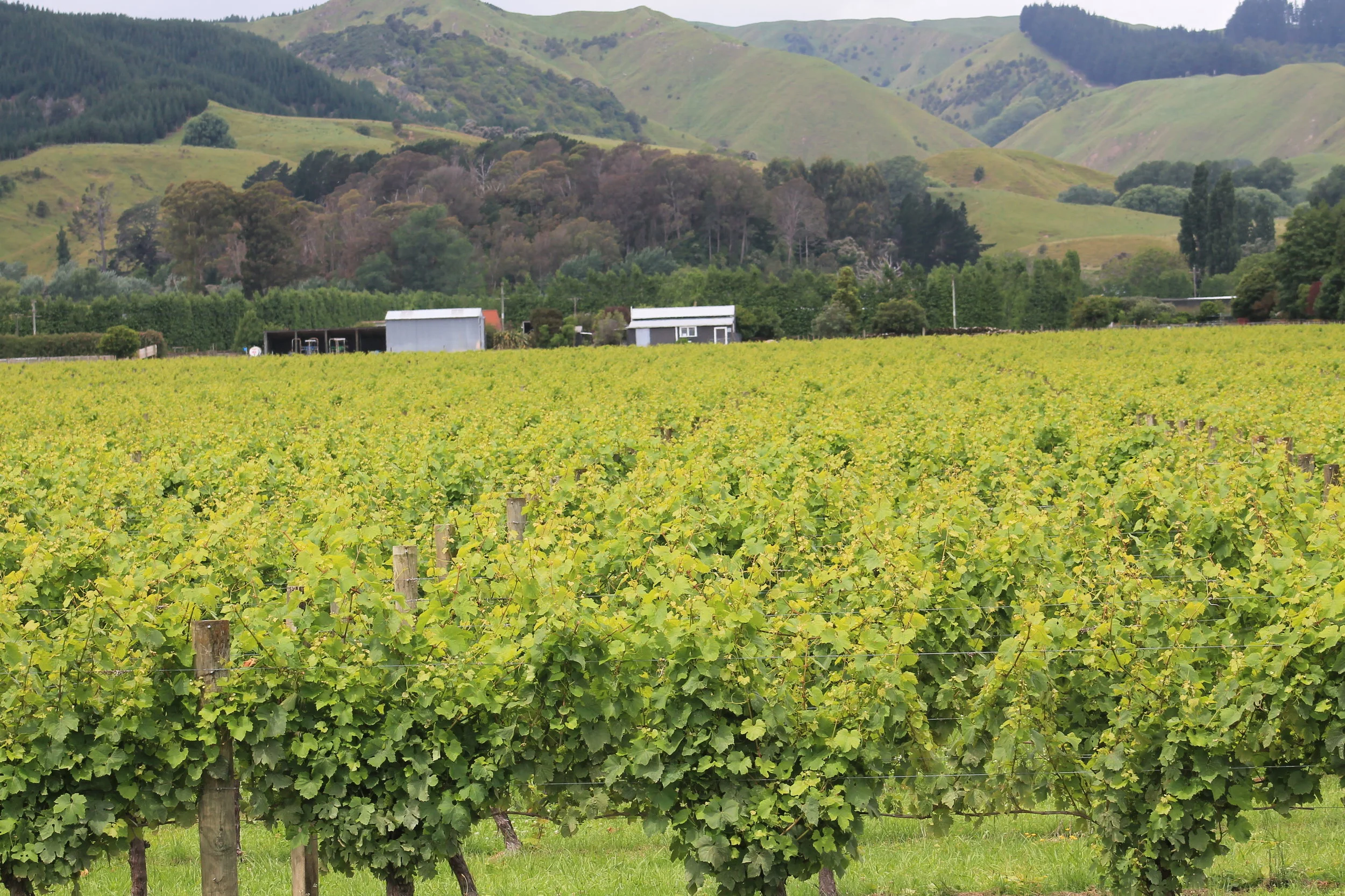 Our Vineyards — Indevin New Zealand