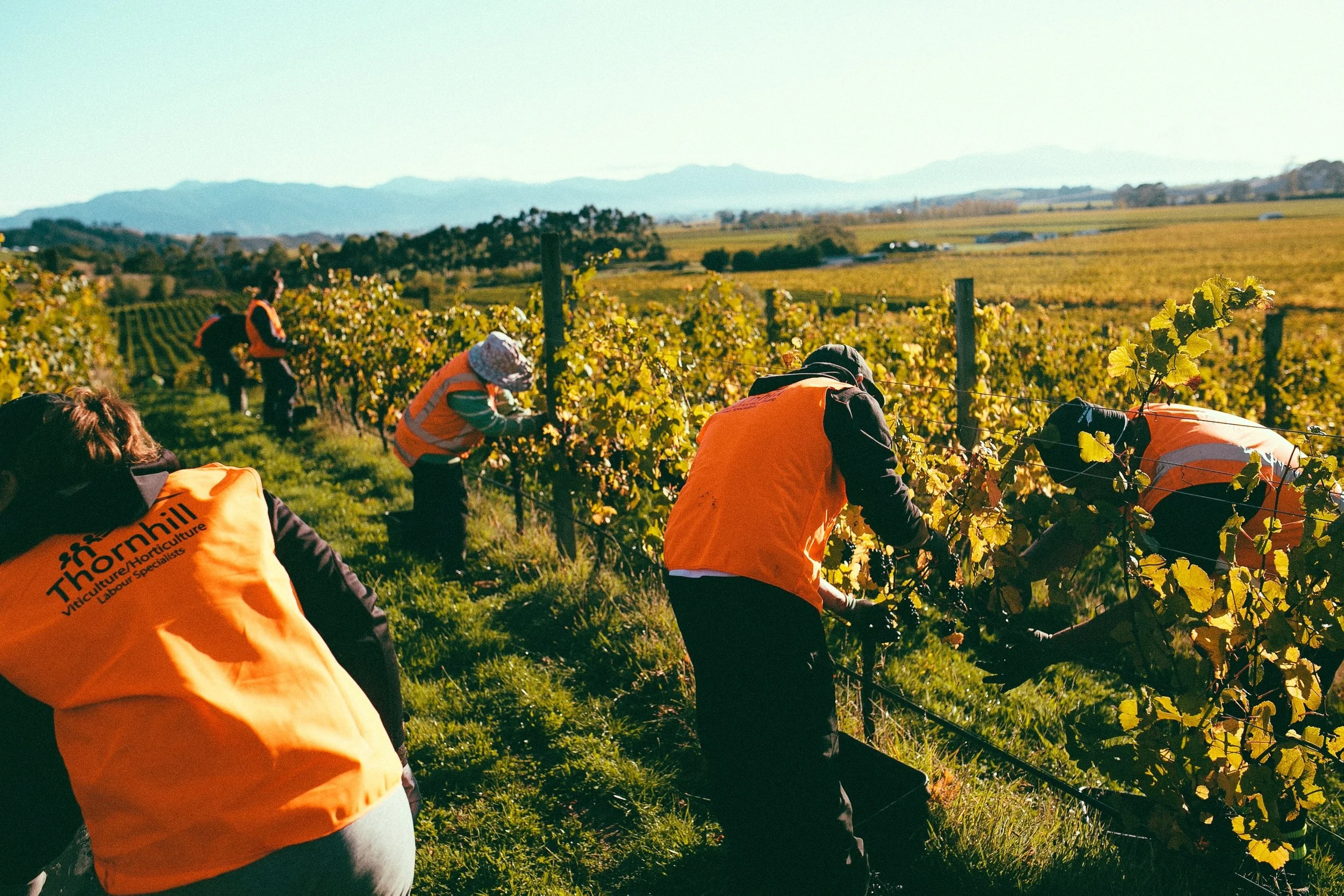 Thornhill — Indevin New Zealand