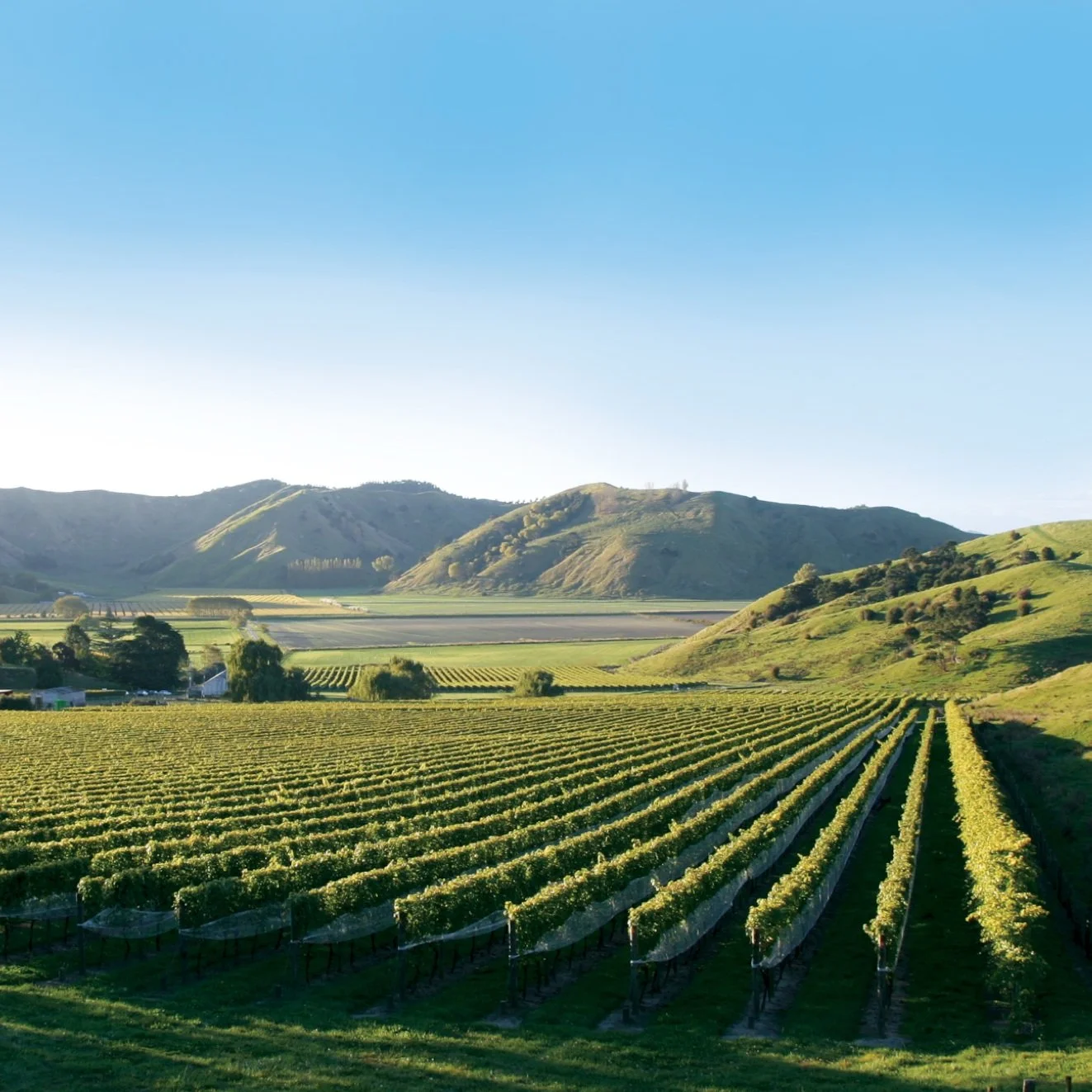 Our Vineyards — Indevin New Zealand