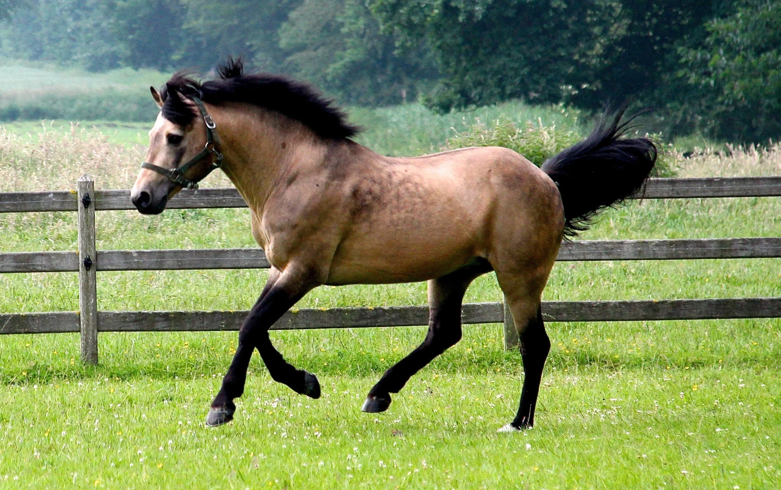the Stallion — Connemara pony