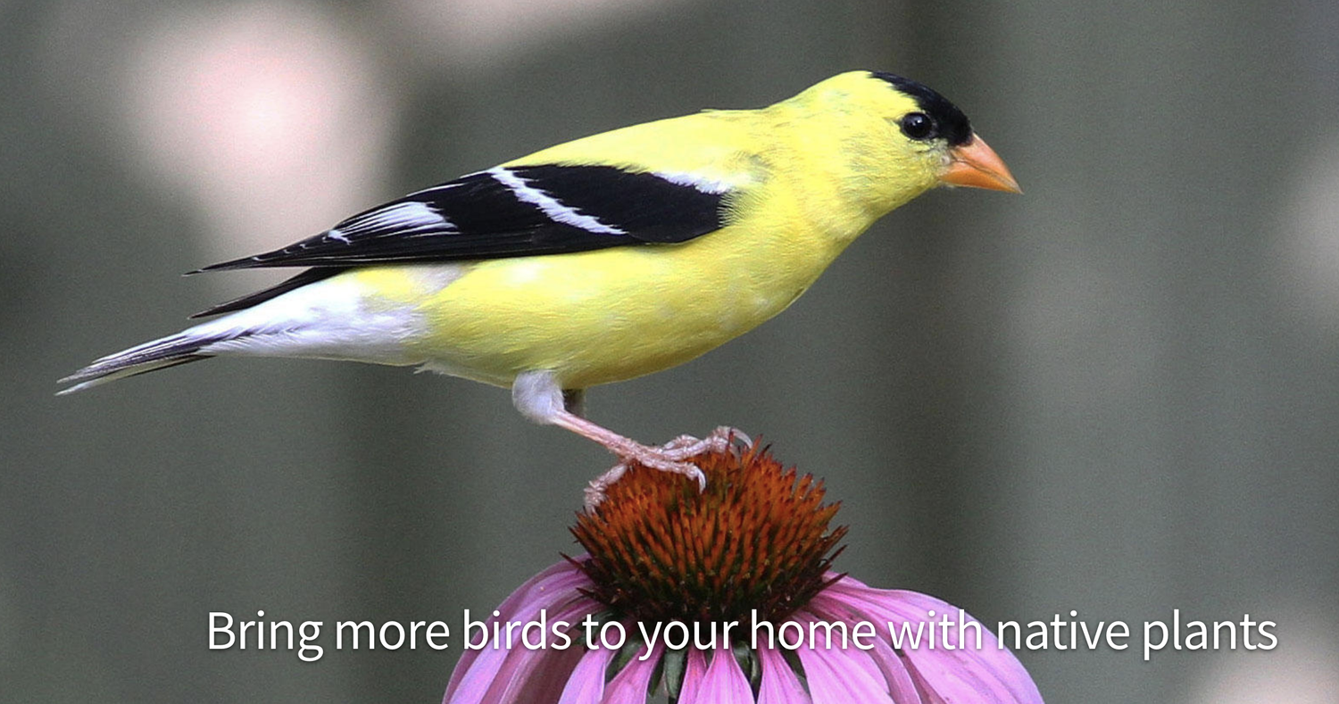 Native Plants for Birds — Rainshadow Bird Alliance