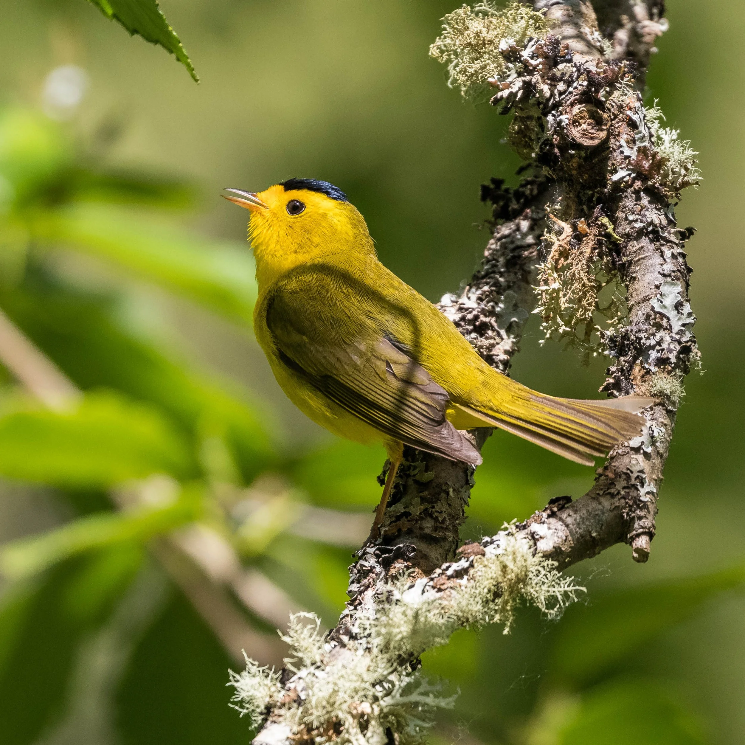 A Hidden Gem of Bird Richness — Rainshadow Bird Alliance