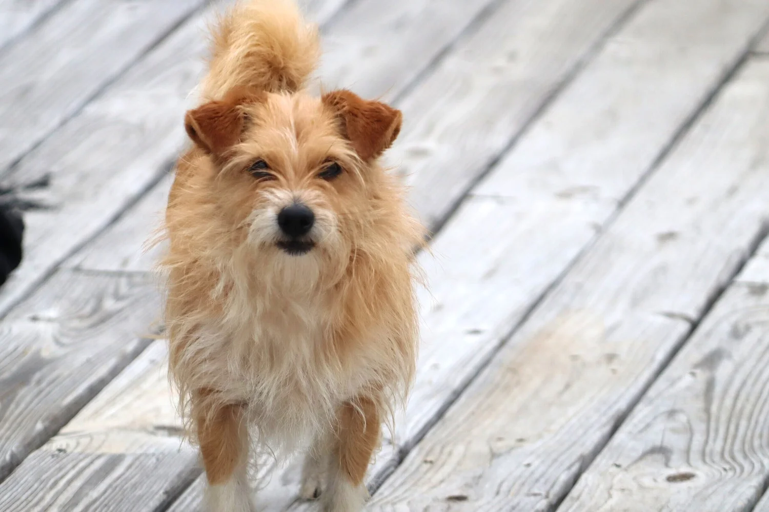 Pet Haven, LLC