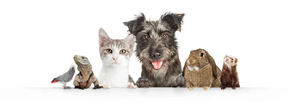Contact Us — Pet Haven, LLC