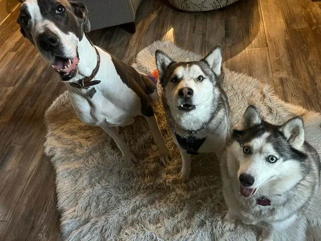 Remembrance — Pet Haven, LLC