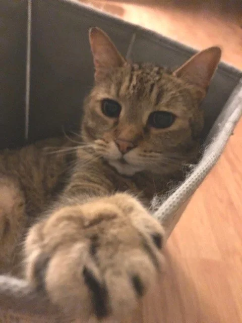 Remembrance — Pet Haven, LLC