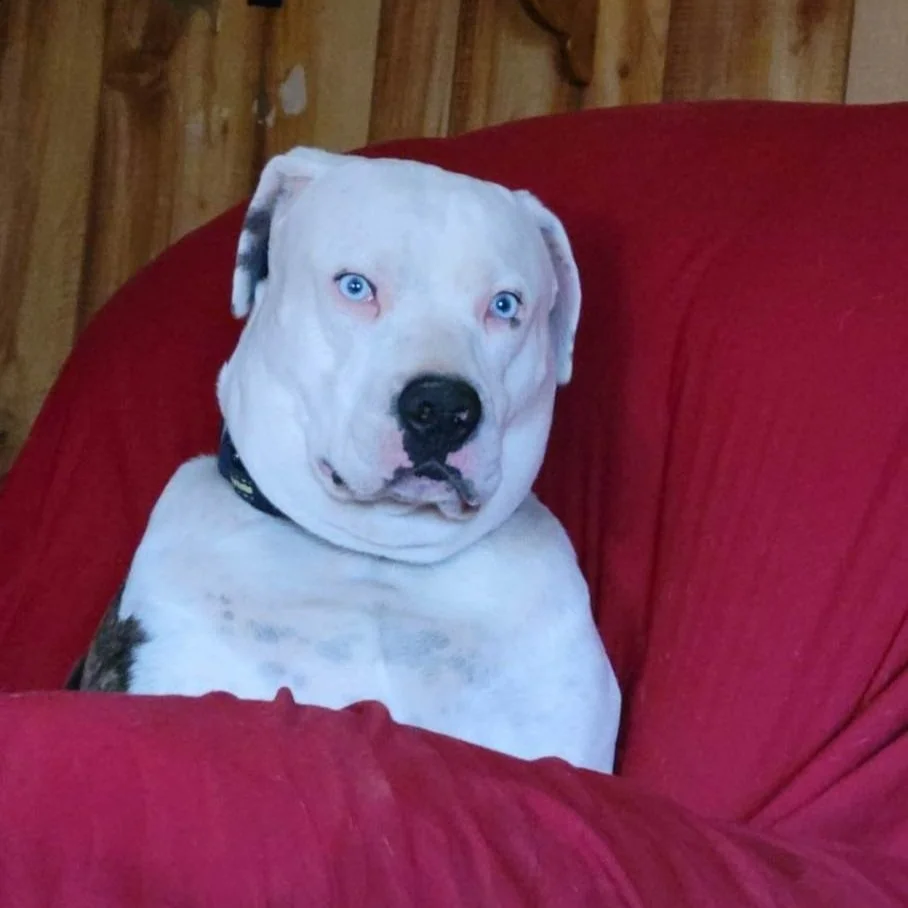 Remembrance — Pet Haven, LLC