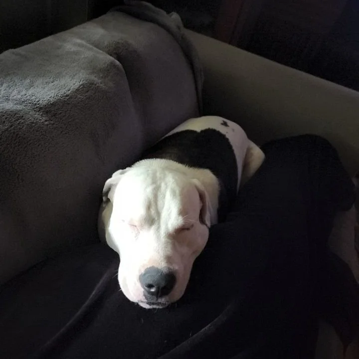 Remembrance — Pet Haven, LLC