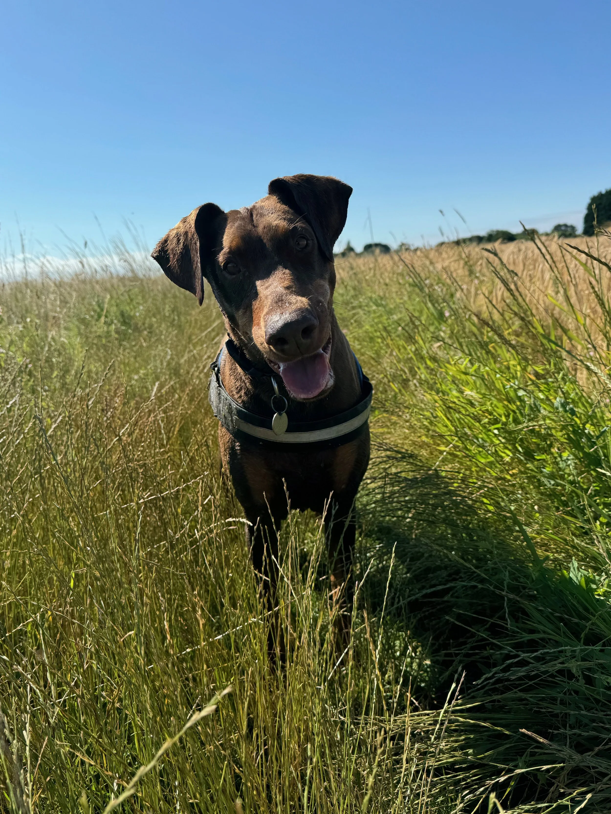 Ruby — Mark The Home Vet