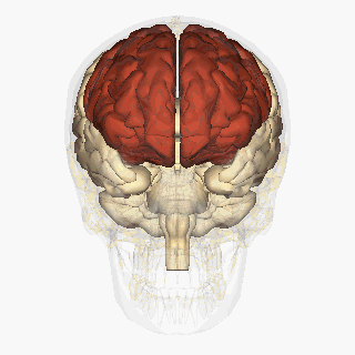 Moral Reasoning in the Brain | The Science of Morality — Moral Apologetics