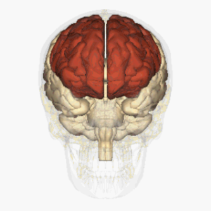 Moral Reasoning in the Brain | The Science of Morality — Moral Apologetics