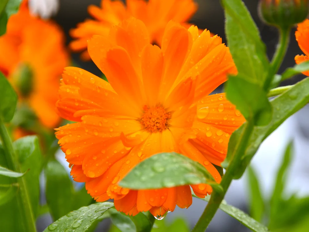 The Seven Tenets of Aging — kaufmannprotocol.com | Kaufmann Protocol ...