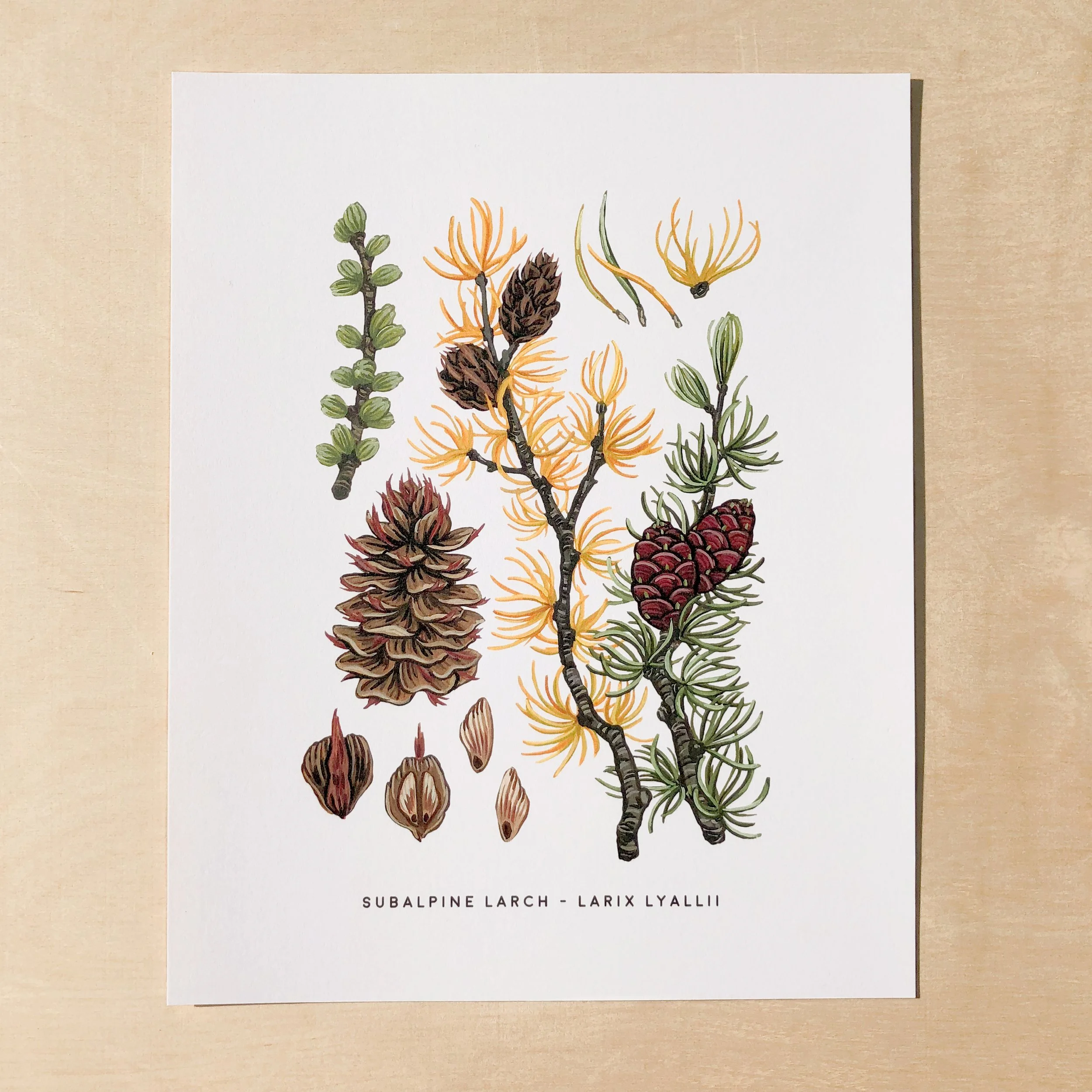 ART PRINTS — Scout Paper Goods