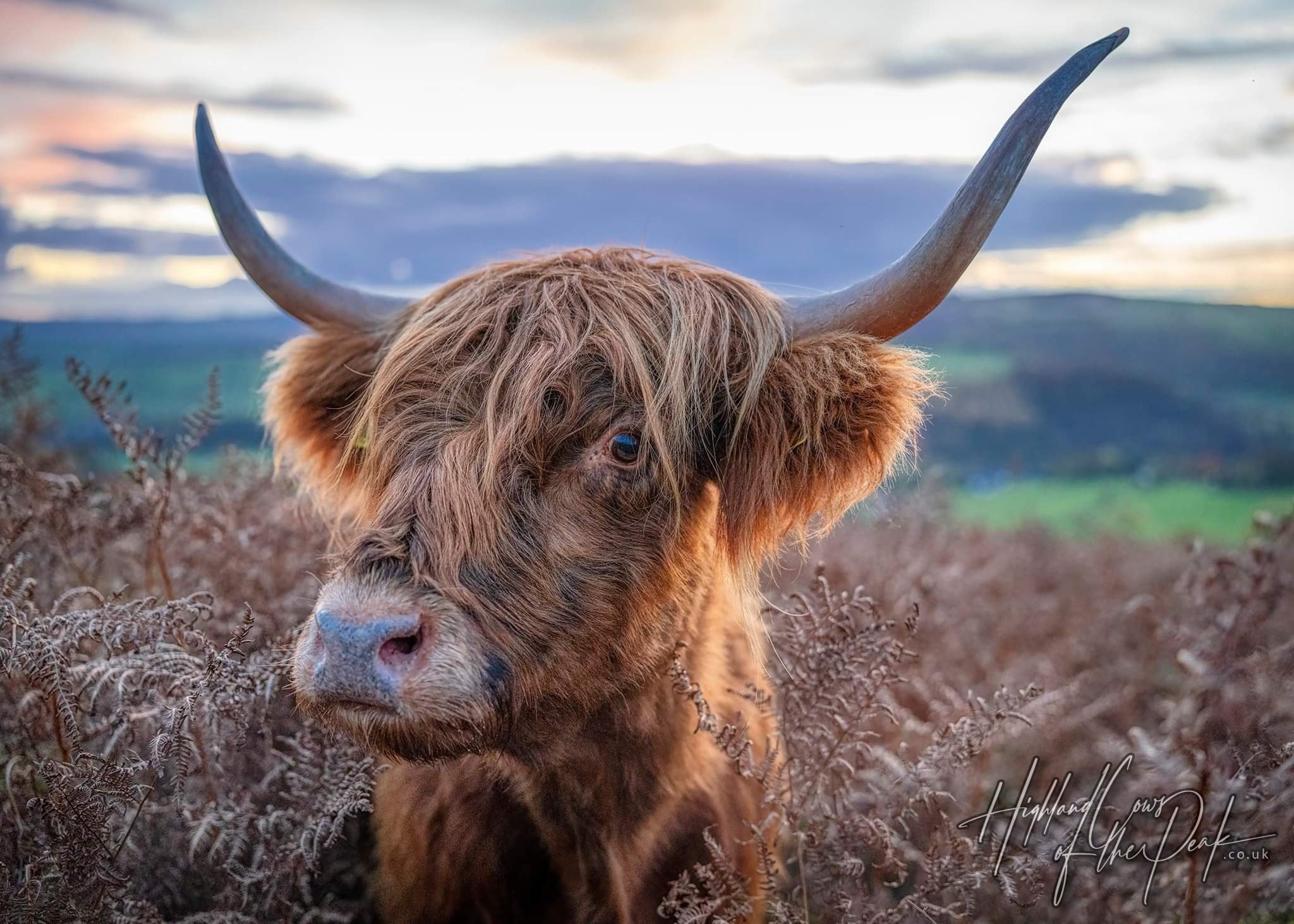 Baslow Edge & Peak District Coos - Highland Cows of the Peak — Great ...