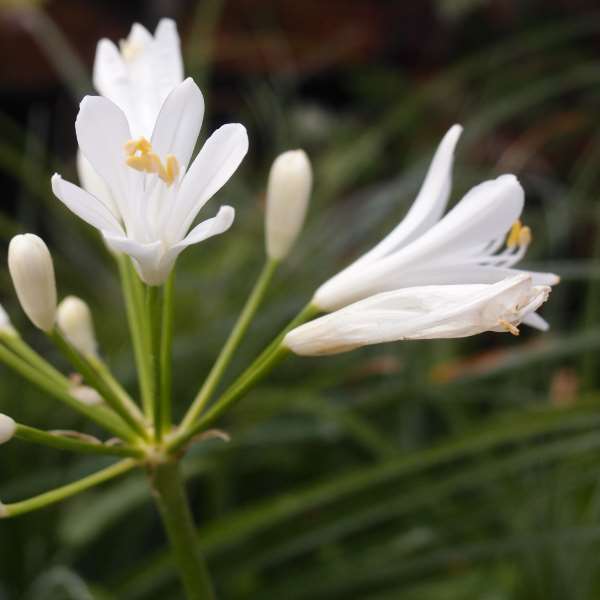 PERENNIALS A - G — Paddock Plants Buy Online UK