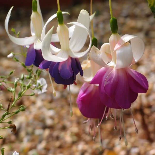 SHRUBS — Paddock Plants Buy Online UK