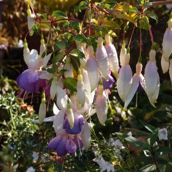 SHRUBS — Paddock Plants Buy Online UK