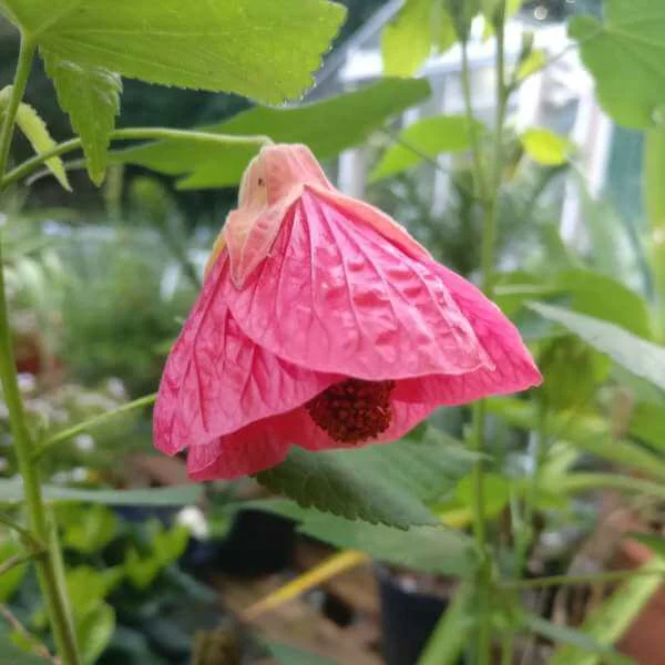 ABUTILONS — Paddock Plants Buy Online UK