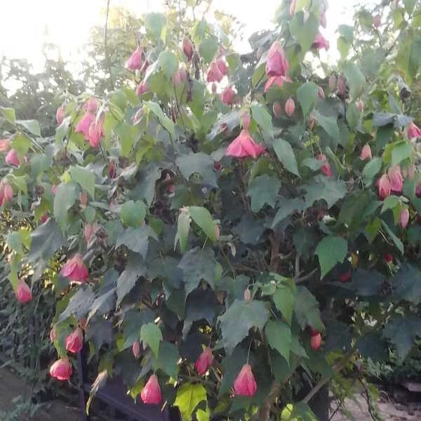 ABUTILONS — Paddock Plants Buy Online UK