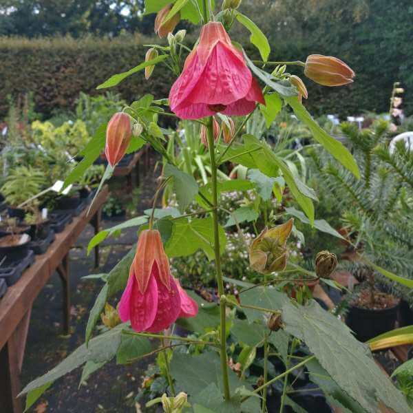 ABUTILONS — Paddock Plants Buy Online UK