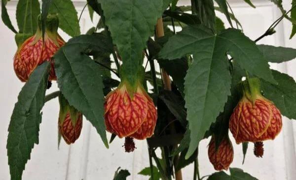 ABUTILONS — Paddock Plants Buy Online UK