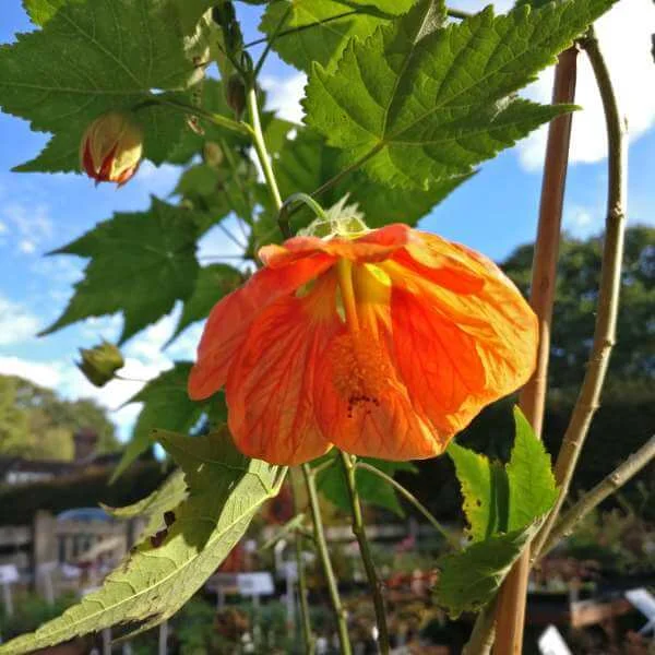 ABUTILONS — Paddock Plants Buy Online UK