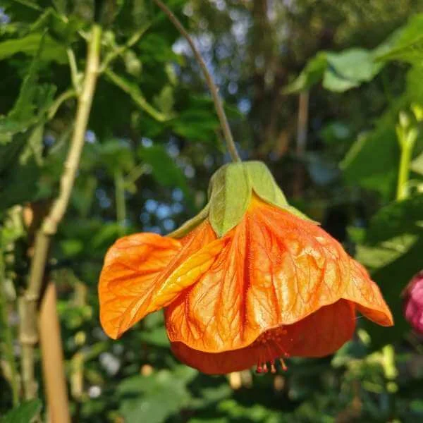 ABUTILONS — Paddock Plants Buy Online UK