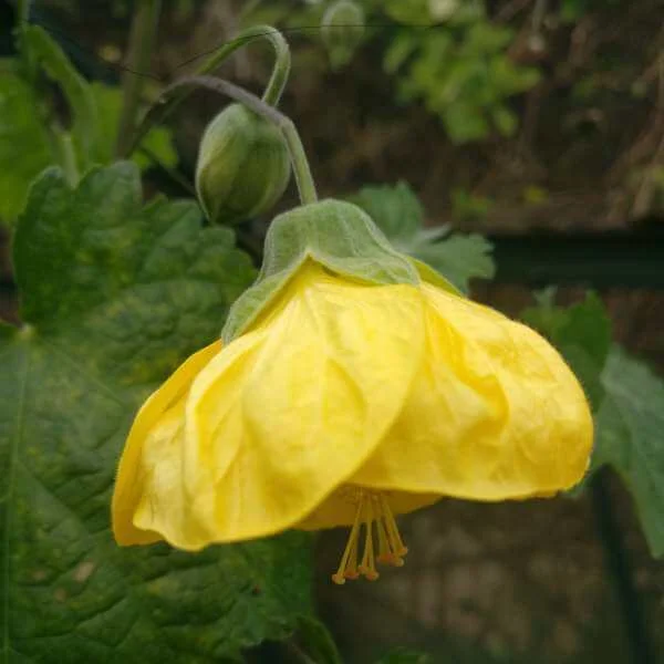 ABUTILONS — Paddock Plants Buy Online UK