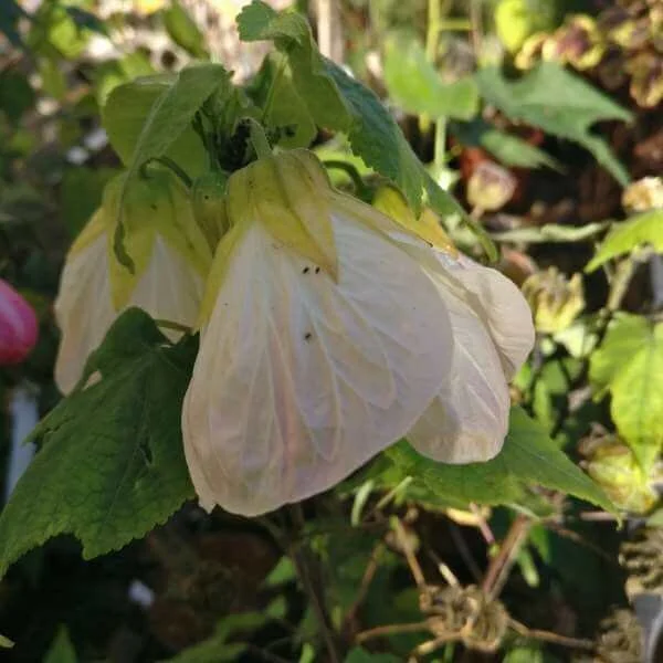 ABUTILONS — Paddock Plants Buy Online UK