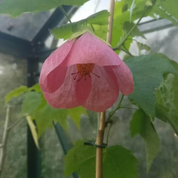 ABUTILONS — Paddock Plants Buy Online UK